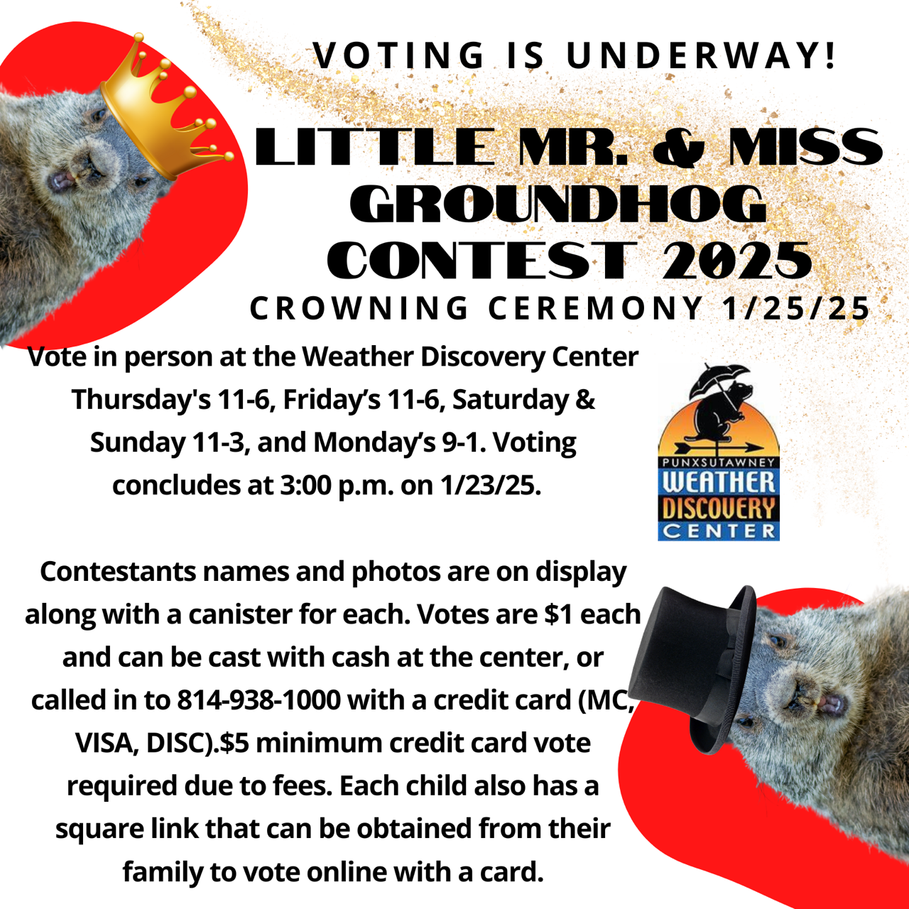 Voting has begun for the 2025 Little Mr. & Miss Groundhog Contest ...